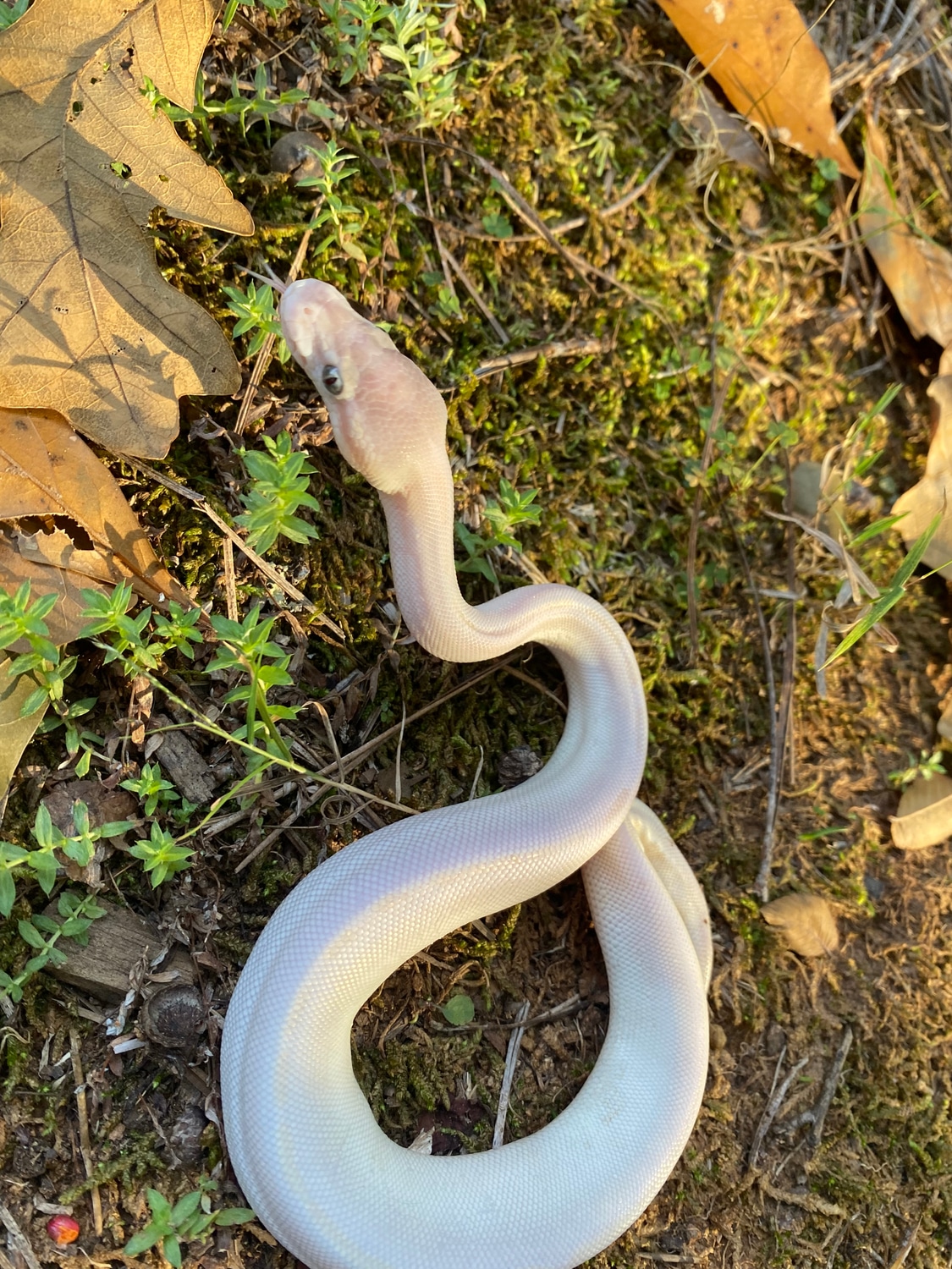 Super Mojave (Blue Eyed Luecistic) Ball Python by Superlative Pythons ...