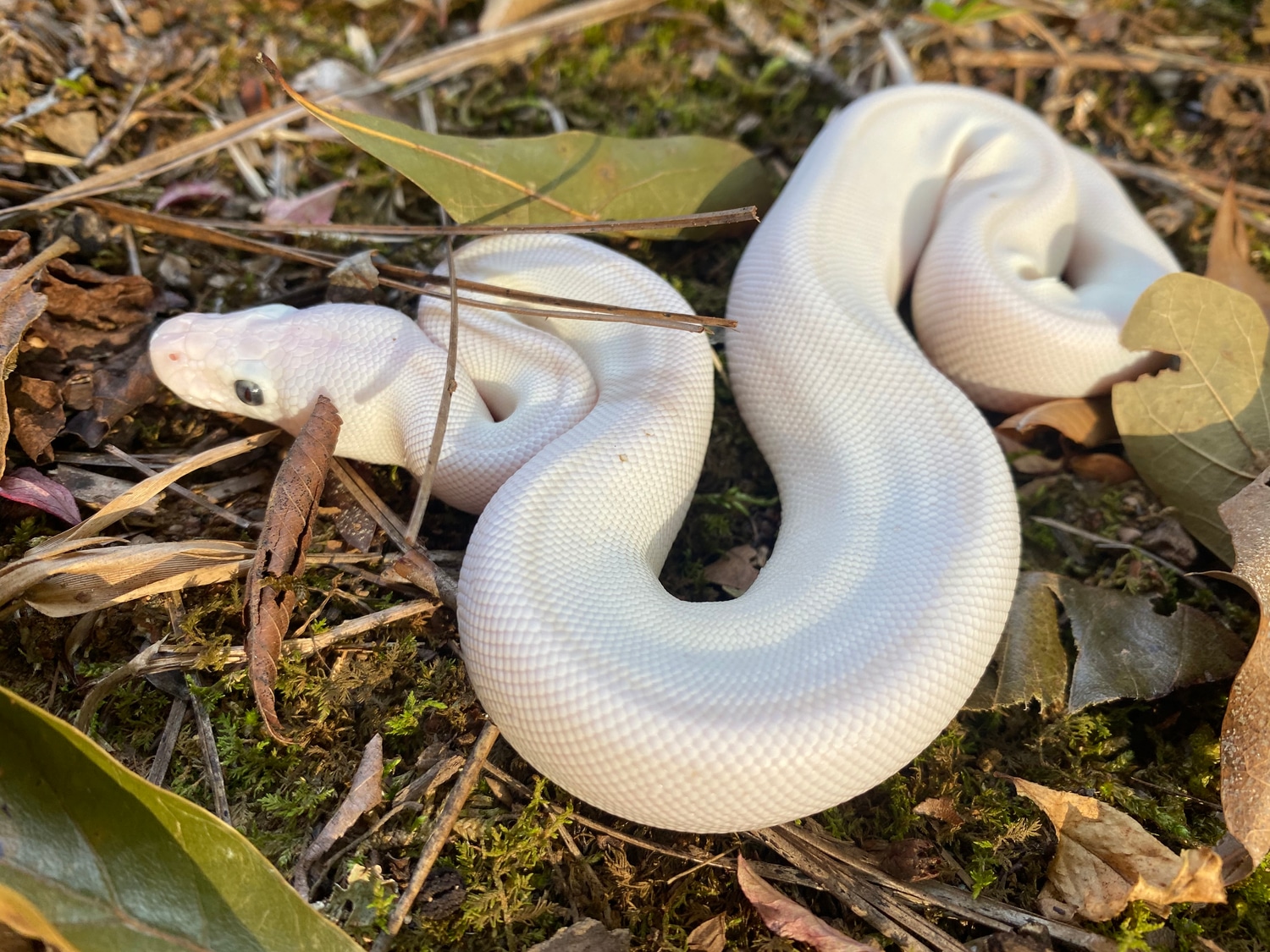 Lesser Mojave (Blue Eyed Lucy) Ball Python by Superlative Pythons ...