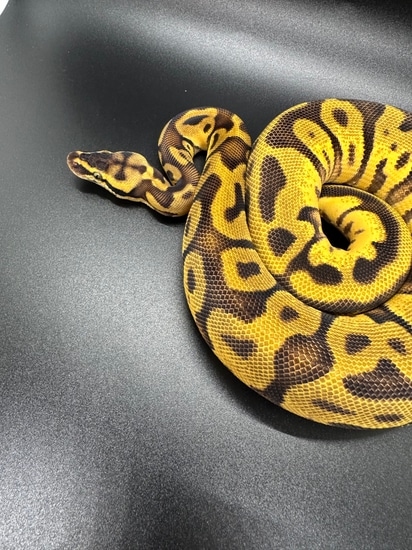 Leopard Enchi Pastel Yellow Belly Ball Python by Superlative Pythons