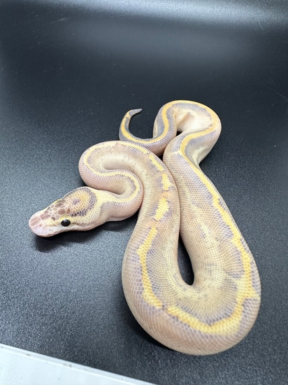Enchi Pastel Ivory Ball Python by Superlative Pythons