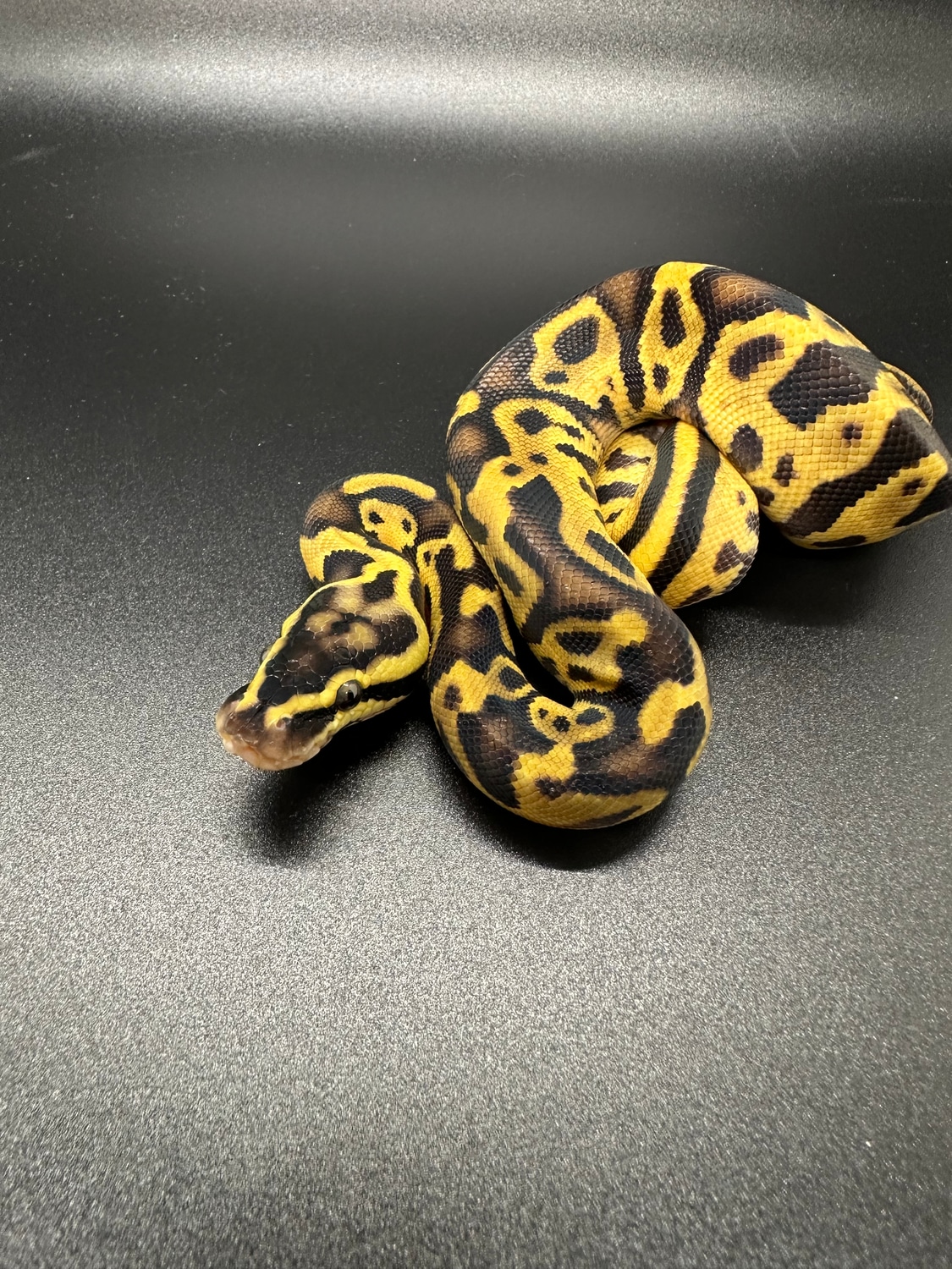 Leopard Enchi Pastel Yellow Belly Ball Python by Superlative Pythons ...