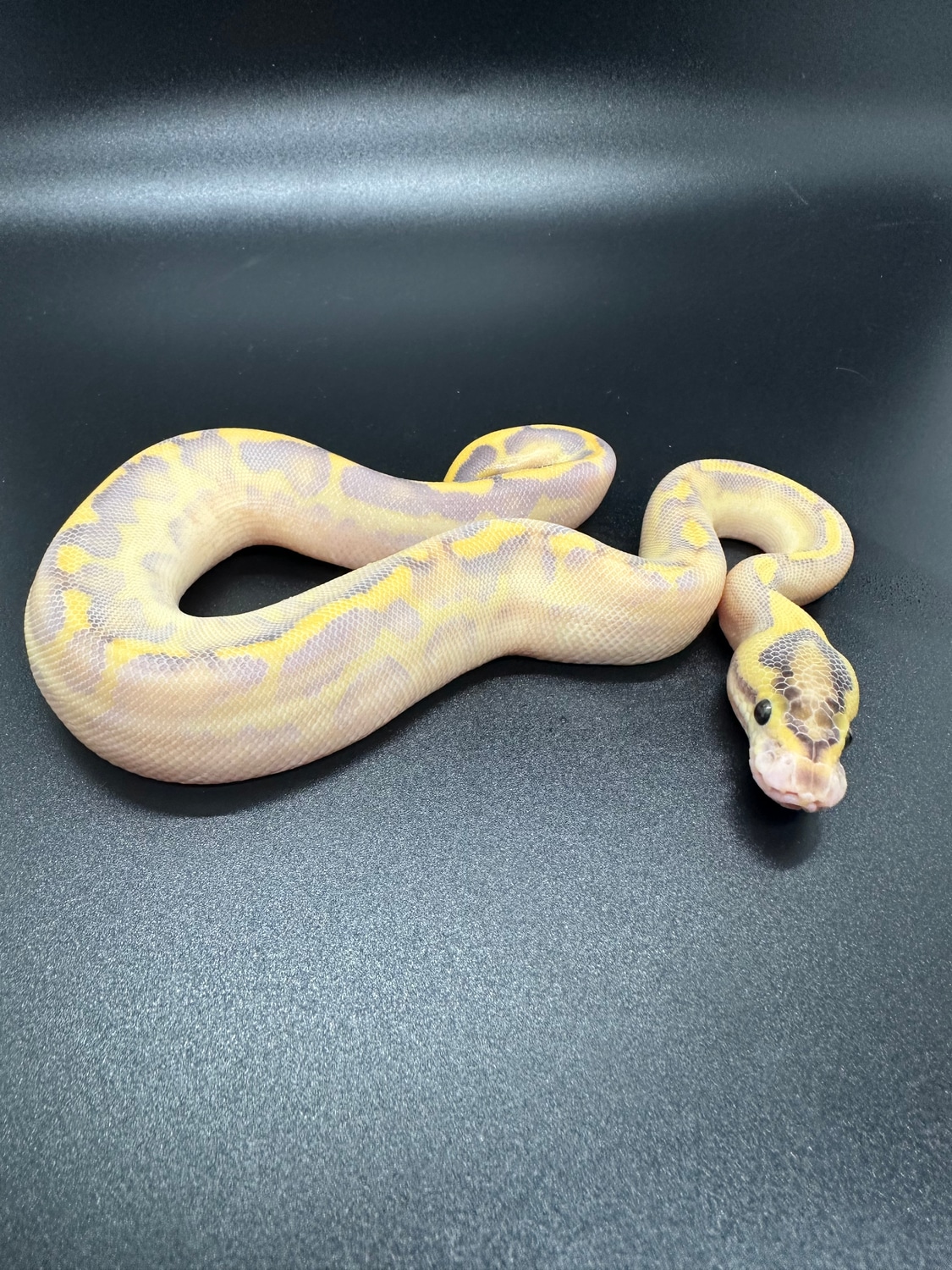 Leopard Enchi Pastel Ivory Ball Python by Superlative Pythons - MorphMarket