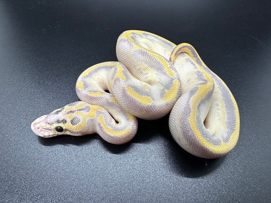 Leopard Enchi Pastel Ivory Ball Python by Superlative Pythons
