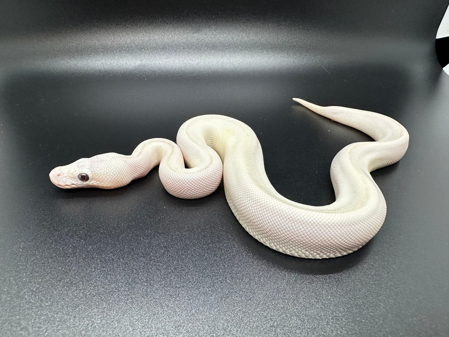 Mojave Lesser Blue Eye Lucy Ball Python by Superlative Pythons ...