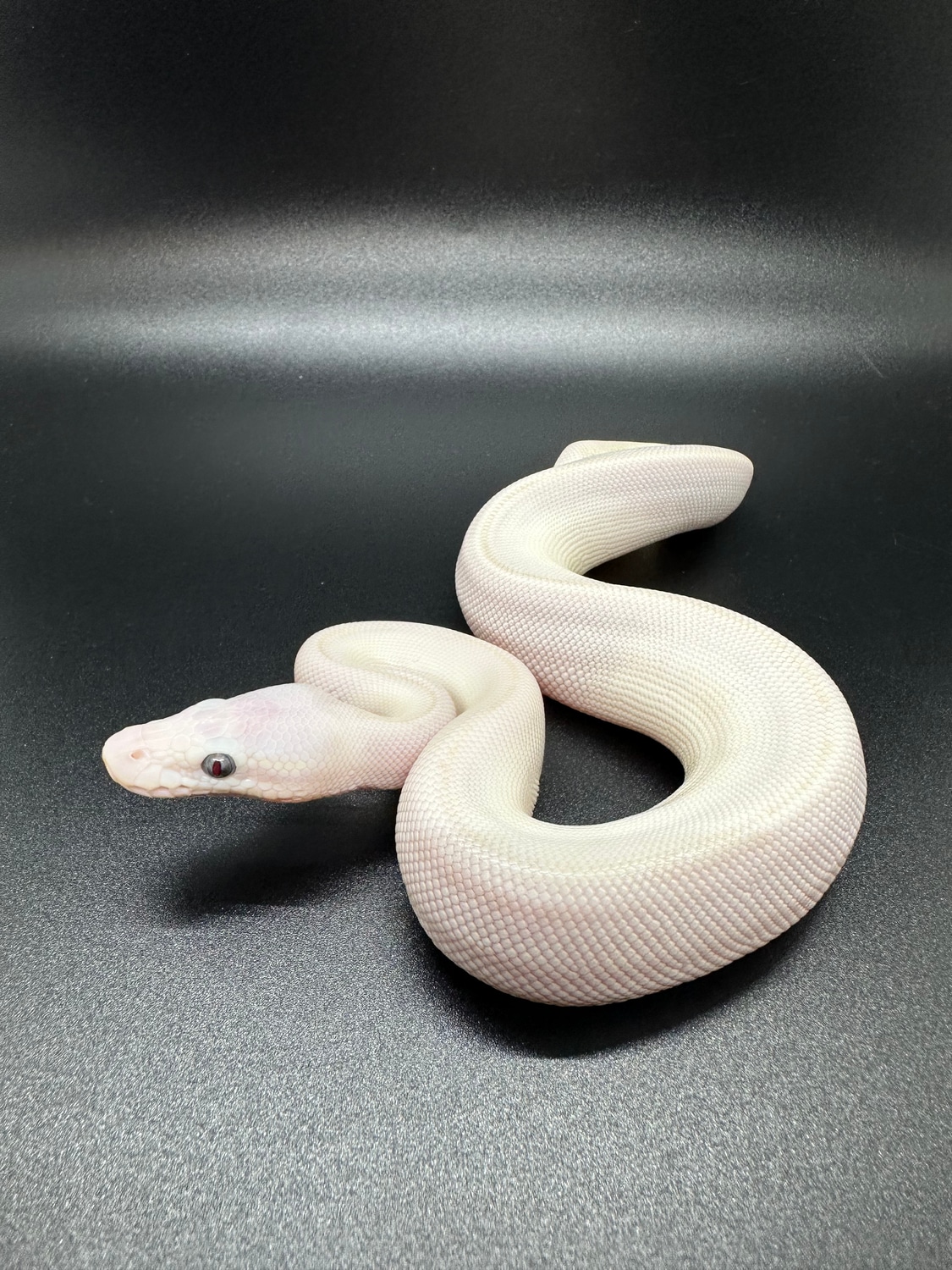 Mojave Lesser Blue Eye Lucy Ball Python by Superlative Pythons ...