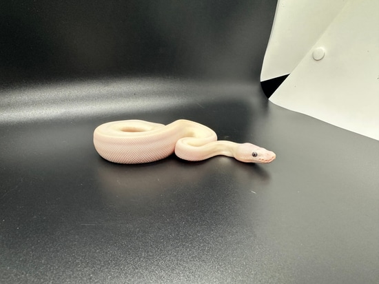 Mojave Lesser Blue Eye Lucy Ball Python by Superlative Pythons