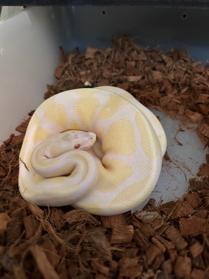 (Jolliff Snow) Super Tiger/ Albino/ Joliff Axanthic Ball Python by ...