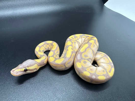 Banana Het Clown Ball Python by Superlative Pythons