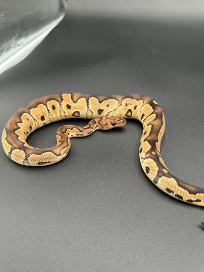 Clown Ball Python by Superlative Pythons