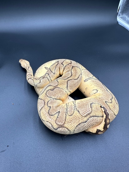 Killer Enchi Clown Ball Python by Superlative Pythons