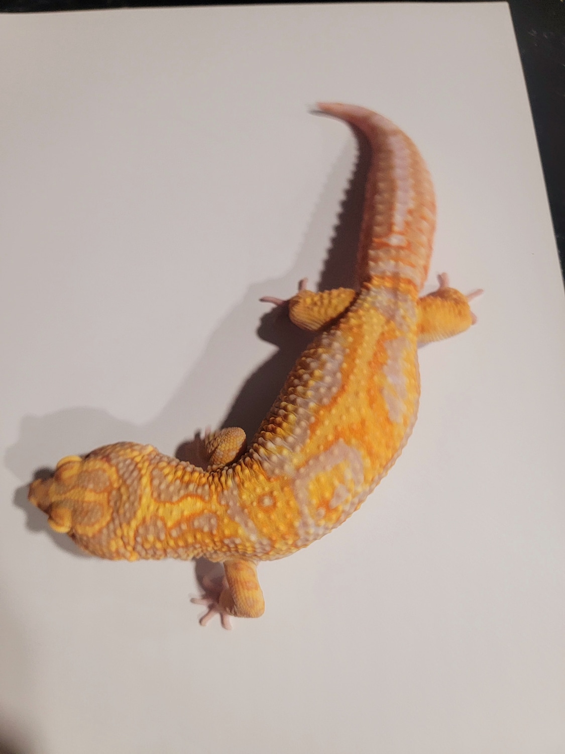 Sacred Heart Leopard Geckos's Collection - MorphMarket