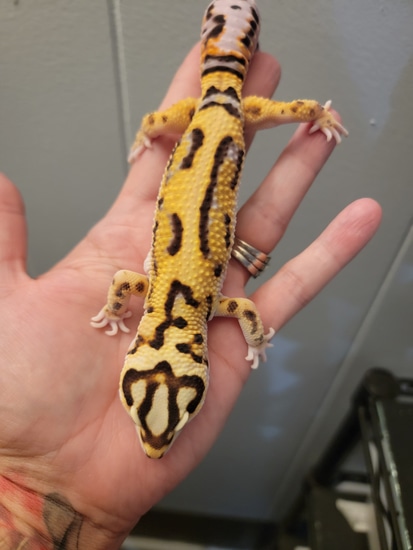 GGG Bold Stripe X Fire Bold Stripe Leopard Gecko by Sacred Heart ...