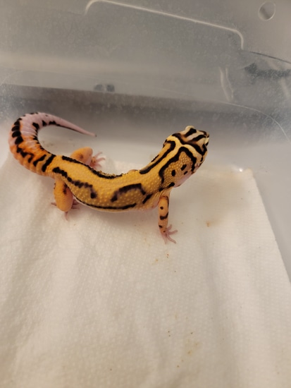 GGG Bold Stripe X Fire Bold Stripe Leopard Gecko by Sacred Heart ...