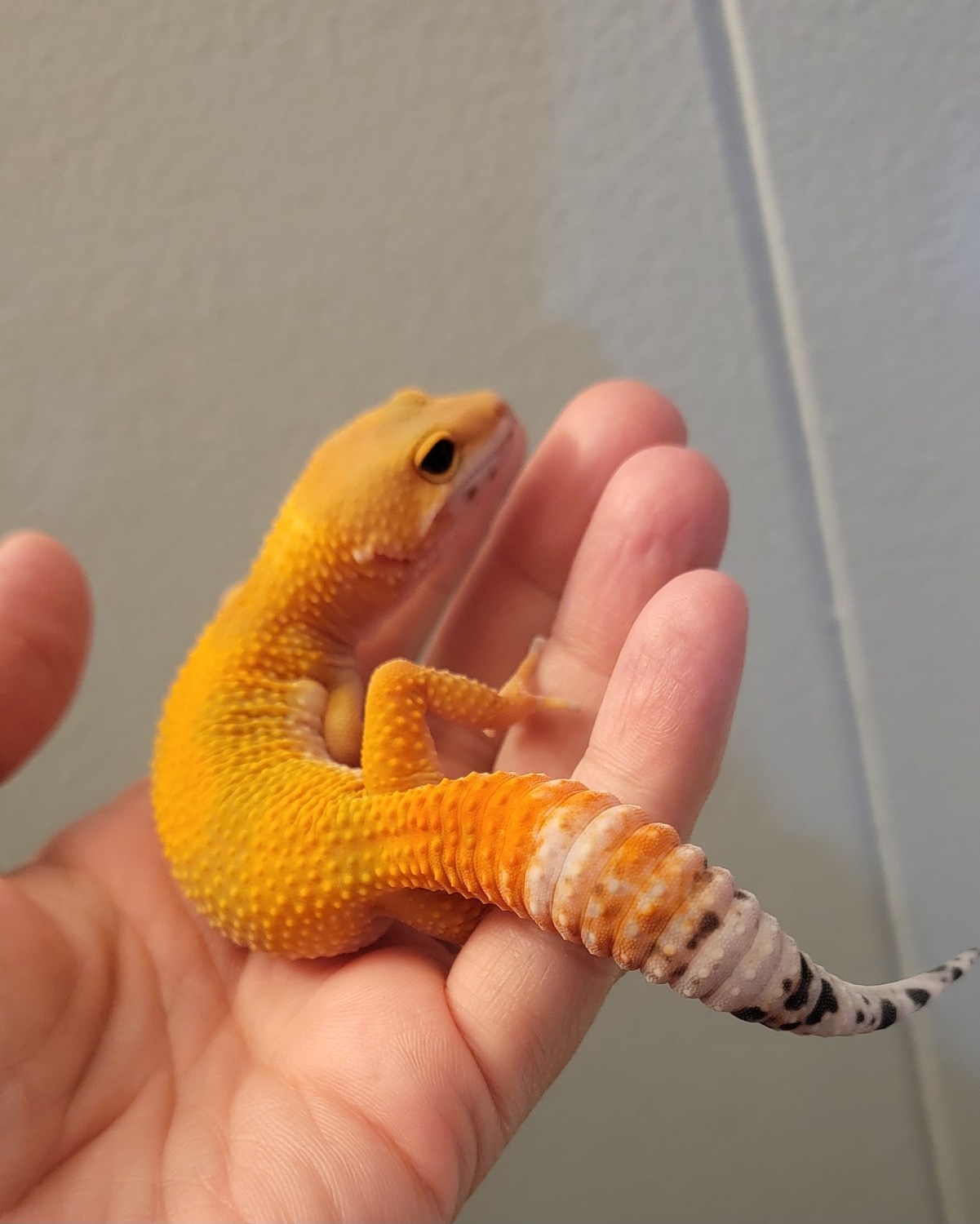 Mandarin Inferno GG Tangerine Het Tremper Leopard Gecko by Sacred Heart ...