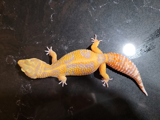 Dixie Leopard Gecko by Sacred Heart Leopard Geckos