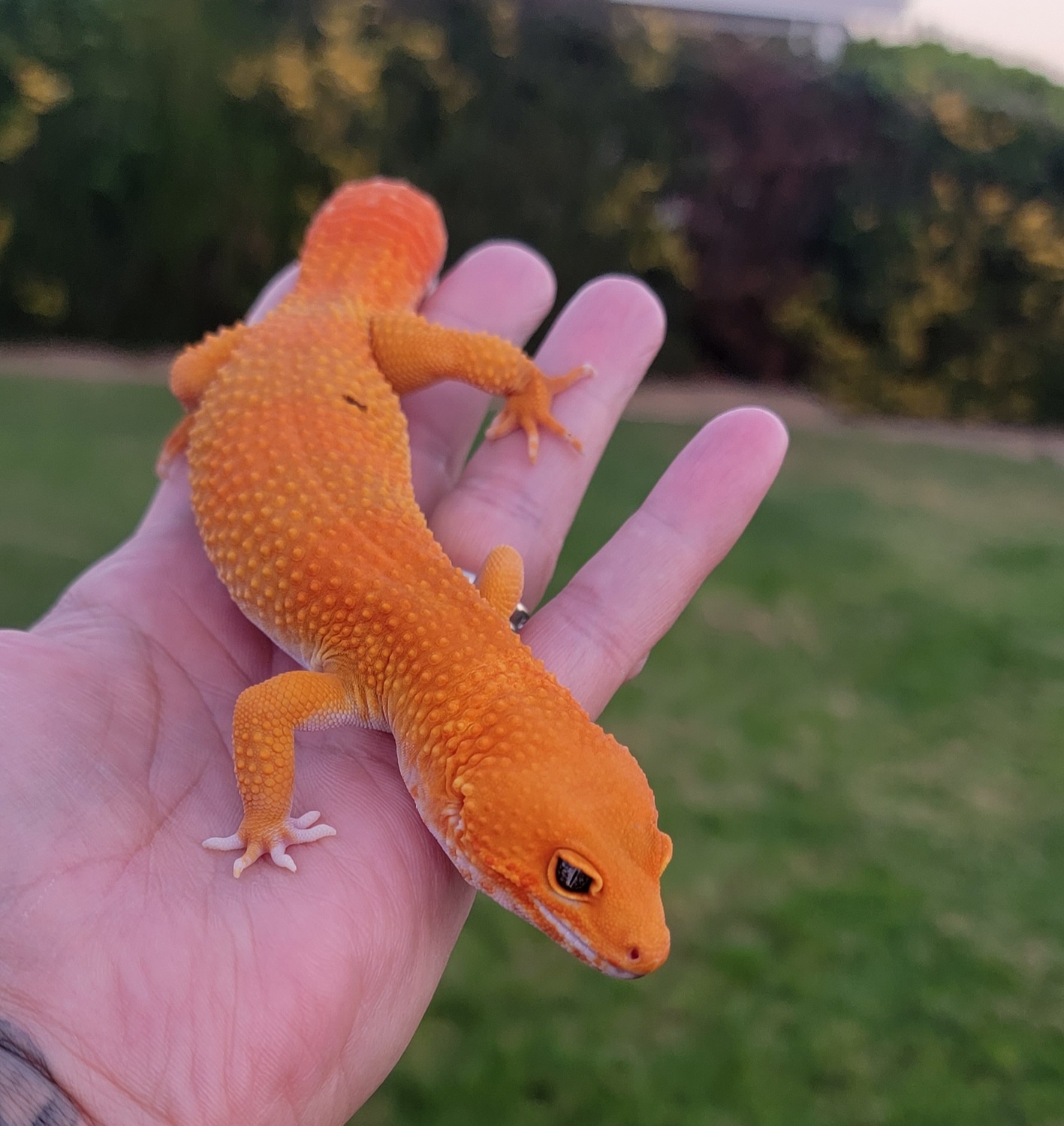 Sacred Heart Leopard Geckos's Collection - MorphMarket