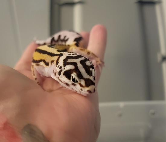 GGG Bold Stripe Het Bell Albino Leopard Gecko by Sacred Heart Leopard ...