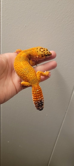 Mandarin Inferno 50% GG Tangerine Het Tremper Leopard Gecko by Sacred ...