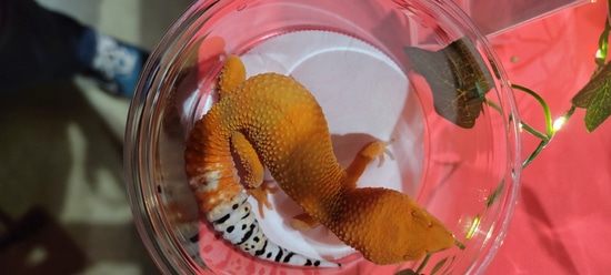 Mandarin Inferno %50 GG Het Tremper Leopard Gecko by Sacred Heart ...
