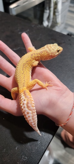 Firewater PH Typhoon Leopard Gecko by Sacred Heart Leopard Geckos