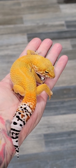 Tangerine Het Tremper Leopard Gecko by Sacred Heart Leopard Geckos