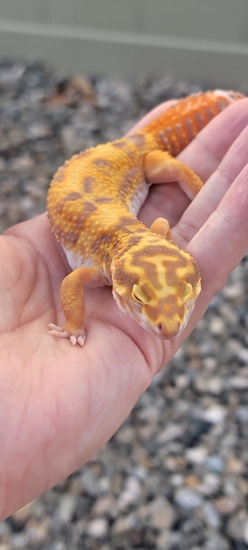 Bold Tangerine Tremper Leopard Gecko by Sacred Heart Leopard Geckos