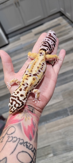 Bold Stripe Het Bell Retired Breeder Leopard Gecko by Sacred Heart ...