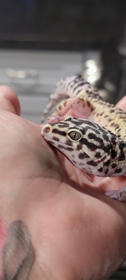 Jungle Leopard Gecko by Sacred Heart Leopard Geckos