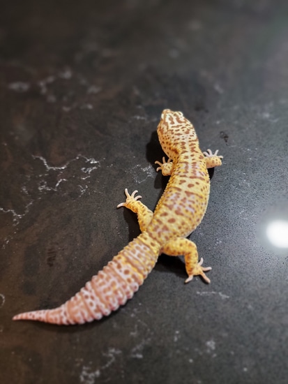 Bell Albino **PROVEN** Leopard Gecko by Sacred Heart Leopard Geckos