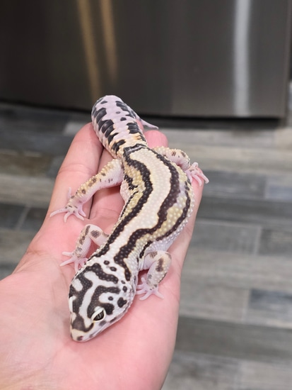 GGG Bold Stripe Het Bell Albino Leopard Gecko by Sacred Heart Leopard ...