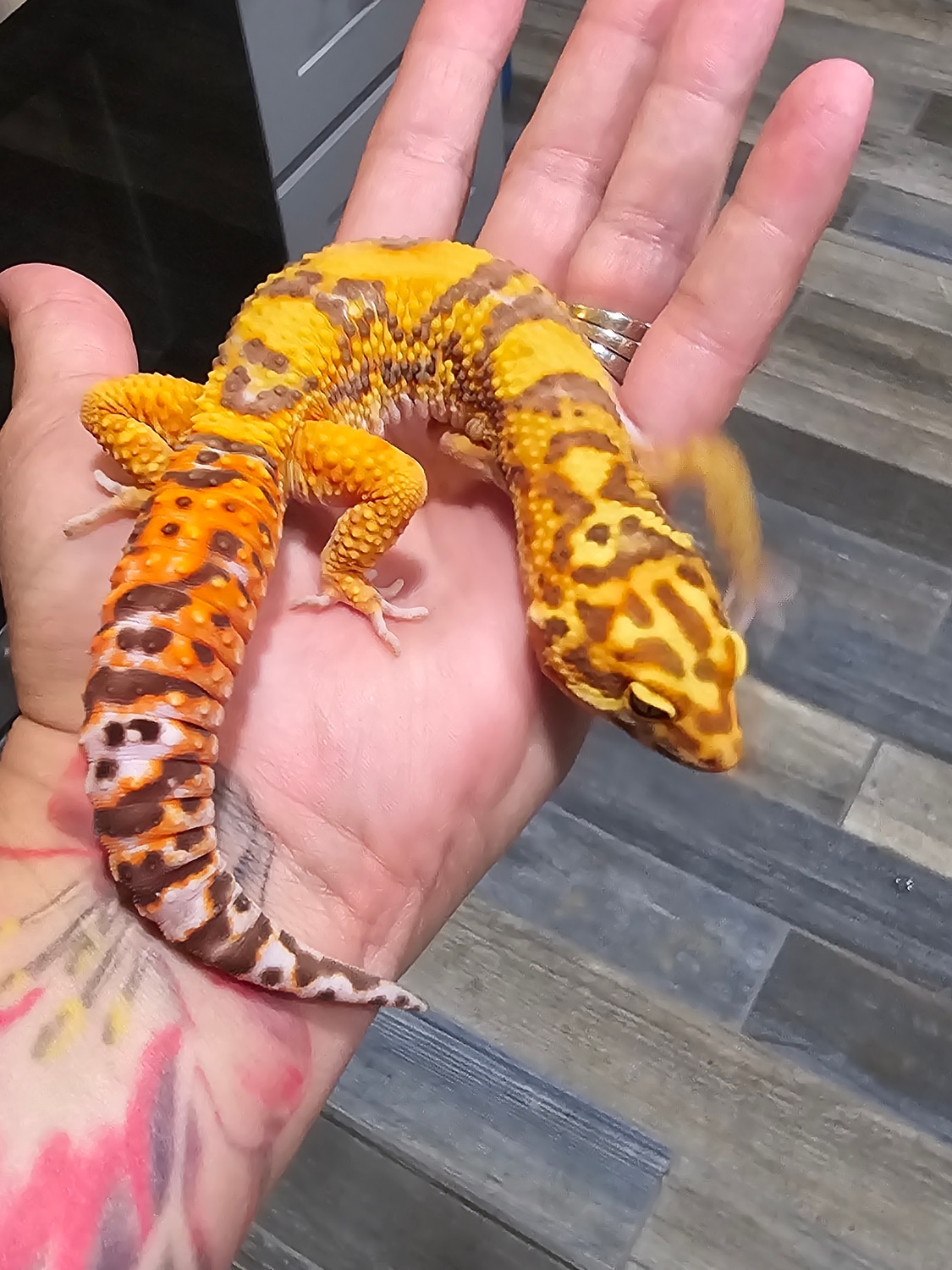 Sacred Heart Leopard Geckos's Collection - MorphMarket