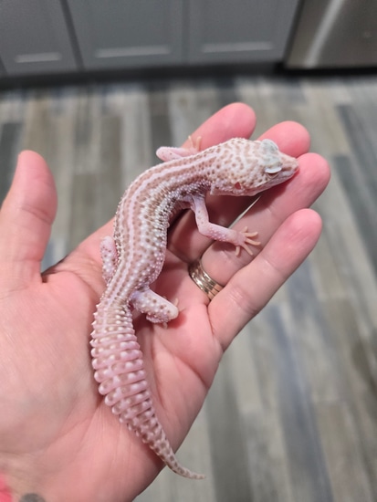 Striped Super Snow Bell Albino Leopard Gecko by Sacred Heart Leopard Geckos