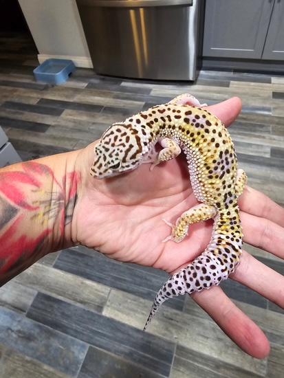 White And Yellow Het Tremper Leopard Gecko by Sacred Heart Leopard Geckos