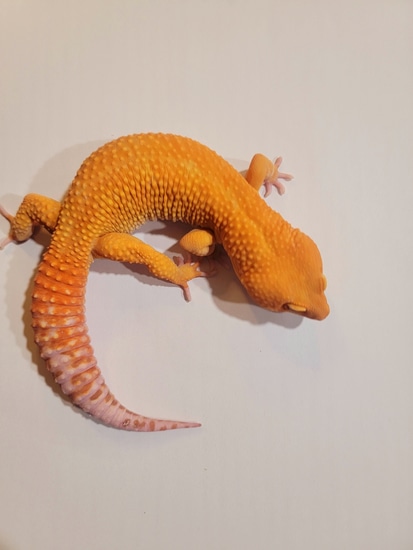 Mandarin Inferno Tremper Het Eclipse Leopard Gecko by Sacred Heart ...
