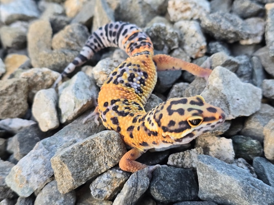 Tangerine Het Bell Leopard Gecko by Sacred Heart Leopard Geckos