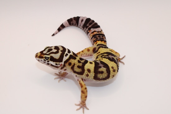 Bandit *Desert Bold See Description Leopard Gecko by Sacred Heart ...
