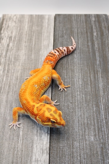 Tangerine Tremper RTB Leopard Gecko by Sacred Heart Leopard Geckos