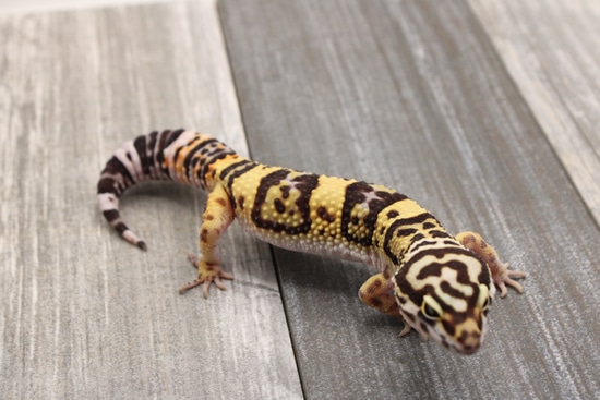 Desert Bold Leopard Gecko by Sacred Heart Leopard Geckos