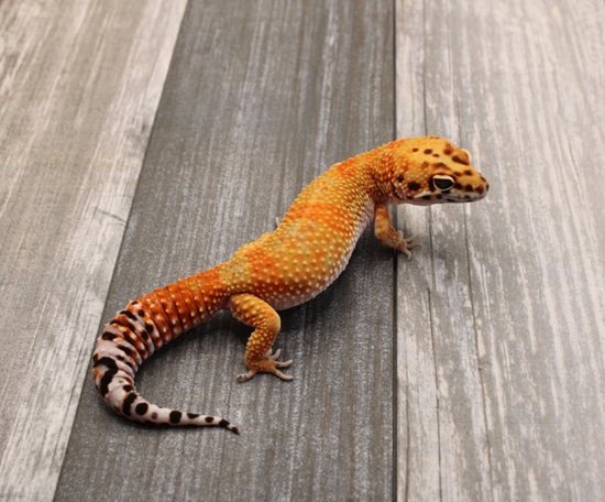 RTB Tangerine Het Tremper Leopard Gecko by Sacred Heart Leopard Geckos
