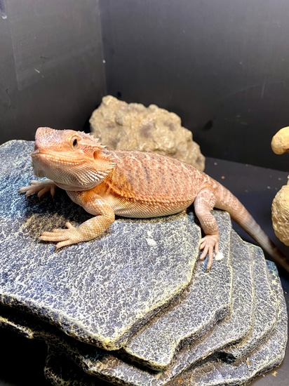 Het Zero, Het Witblits, Het Hypo, Translucent Red Bearded Dragon ...