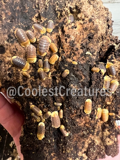 (25) Rubber Ducky/Pink Ducky Isopods by Coolest Creatures