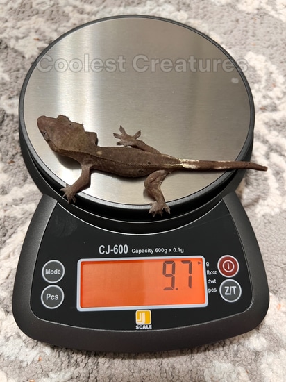 Visual Axanthic NPV Crested Gecko by Coolest Creatures