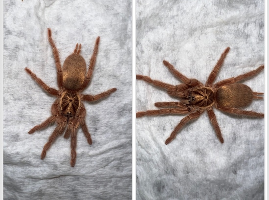 Neoholothele Incei Gold Female That Has Been Paired Tarantula by ...