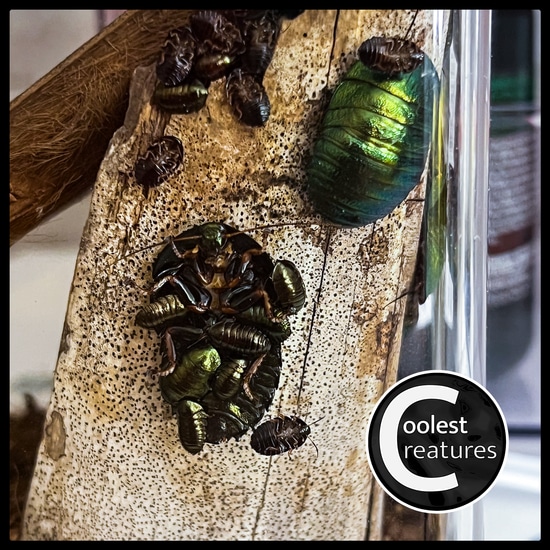 The Coolest Roach On The Planet! Cockroach by Coolest Creatures