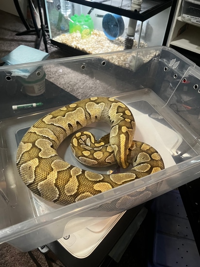 Enchi Lesser Proven Breeder Ball Python by Royal Caribbean Exoticz