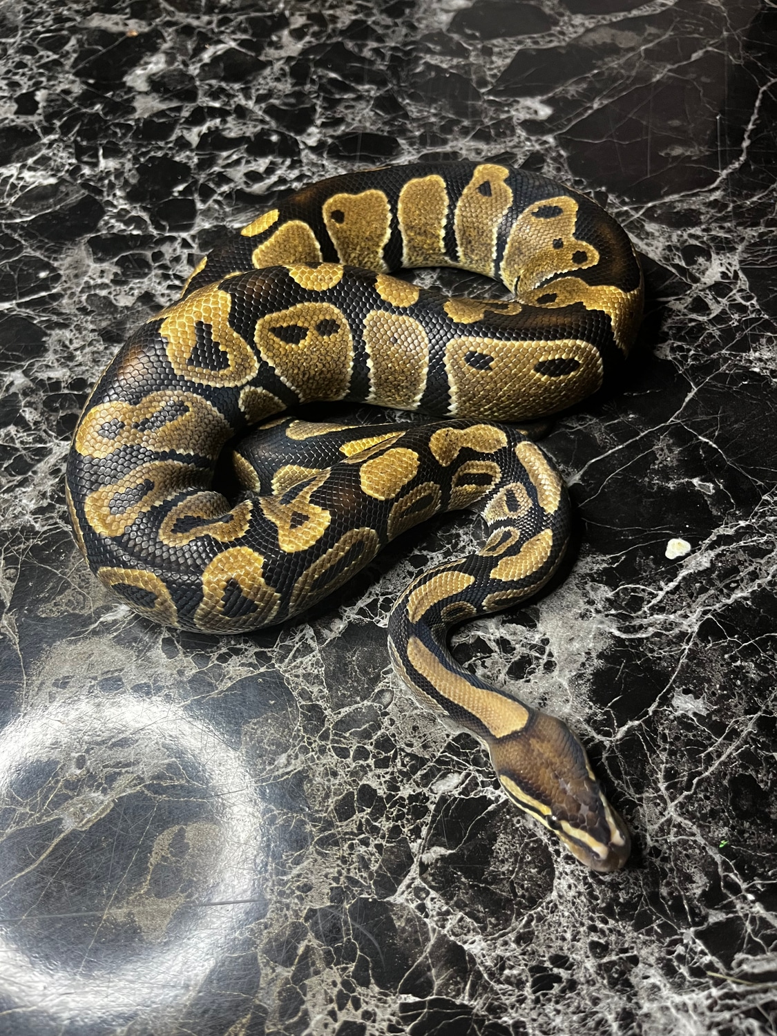 Het Ultramel Male Ball Python by Royal Caribbean Exoticz - MorphMarket