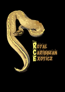 Royal Caribbean Exoticz - MorphMarket