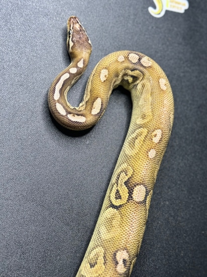 1.1 Black Pewter Scaleless Head X Pewter Scaleless Head Pair Ball ...