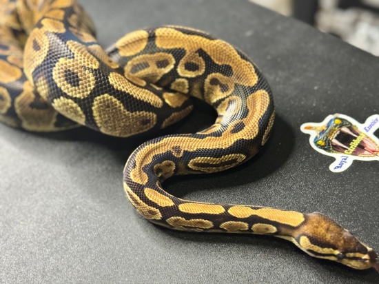Yellow Belly Ball Python by Royal Caribbean Exoticz