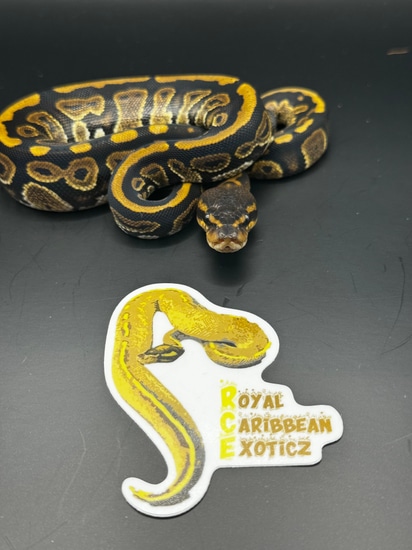 Mahogany Ball Python by Royal Caribbean Exoticz